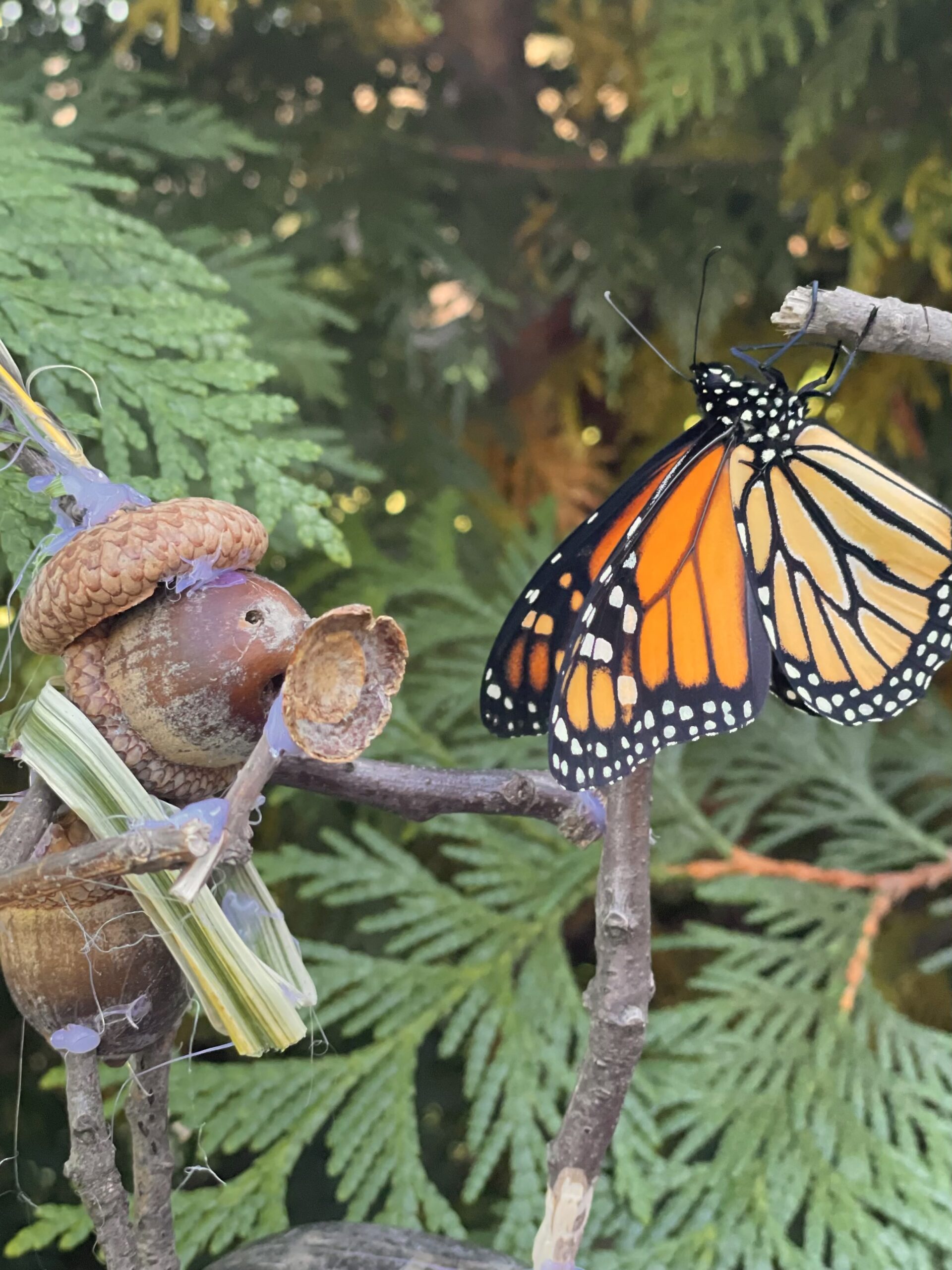 Nutty Buddies Pictures